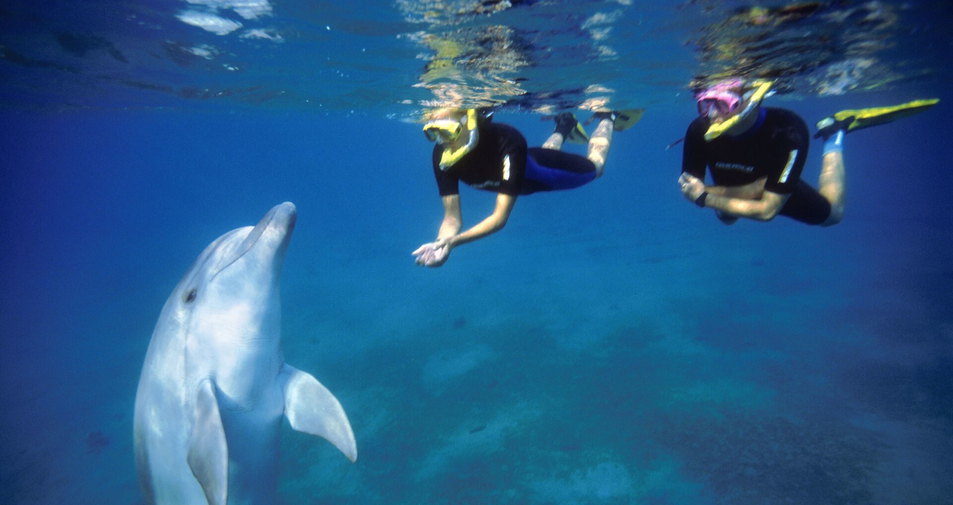Nager avec les dauphins - Kadolog Nager avec les dauphins - Kadolog
