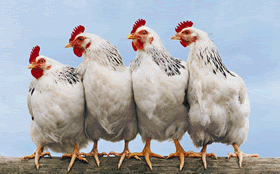 Les poules du poulailler | Kadolog
